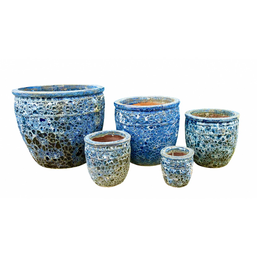 Anniversary Milestone Plant Collection – Page 2 – Plant Gift